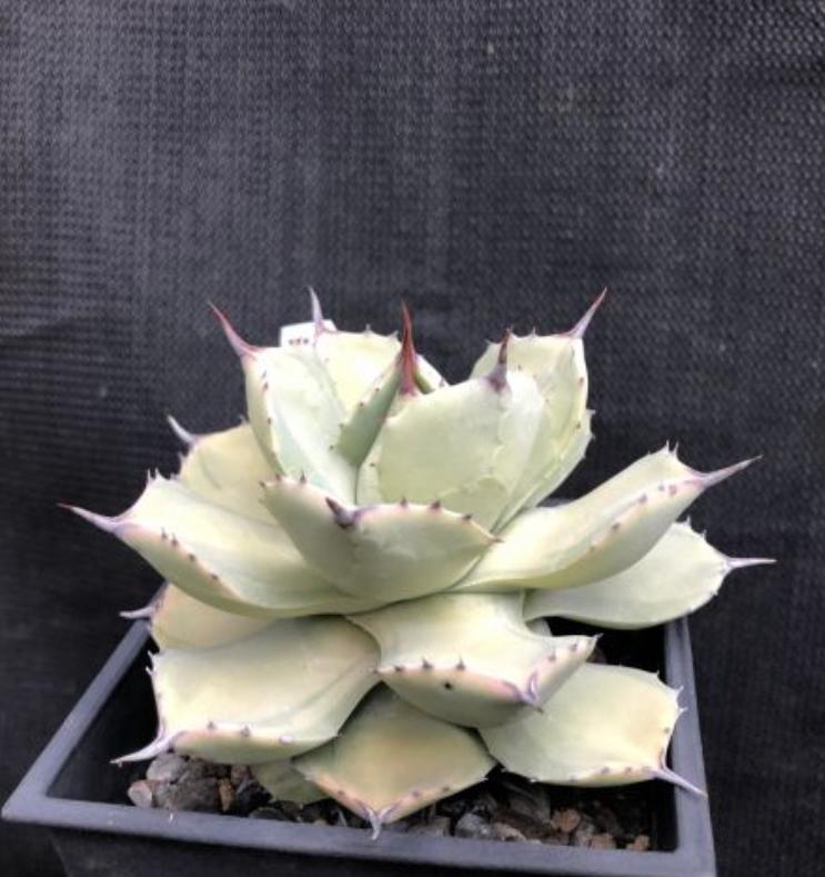 agave ‘blue angel’ mediopicta – Dplantz