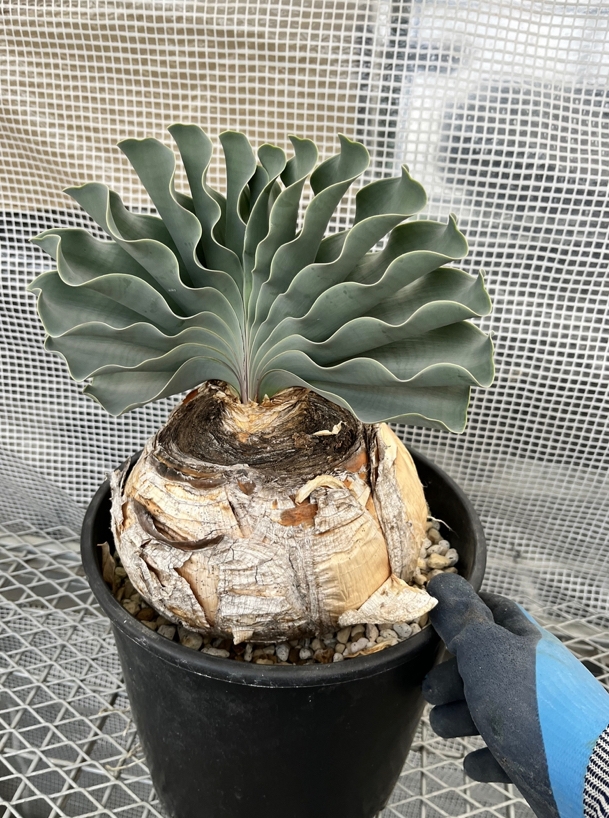 Boophone disticha – Dplantz